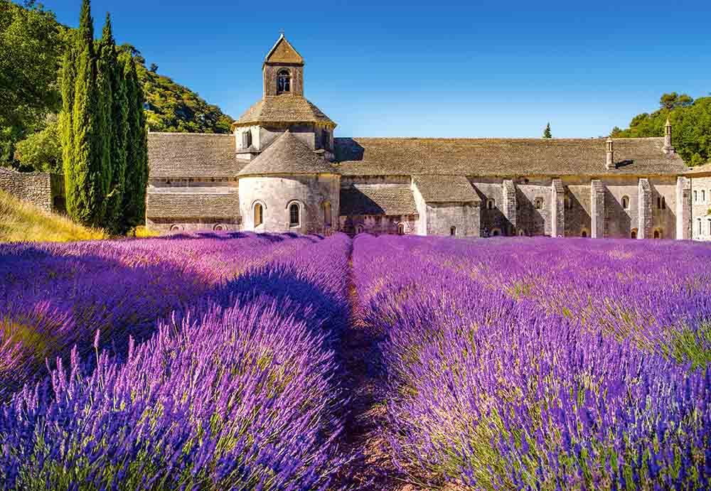 Puzzle 1000 CAMPO DE LAVANDA EN LA PROVENZA